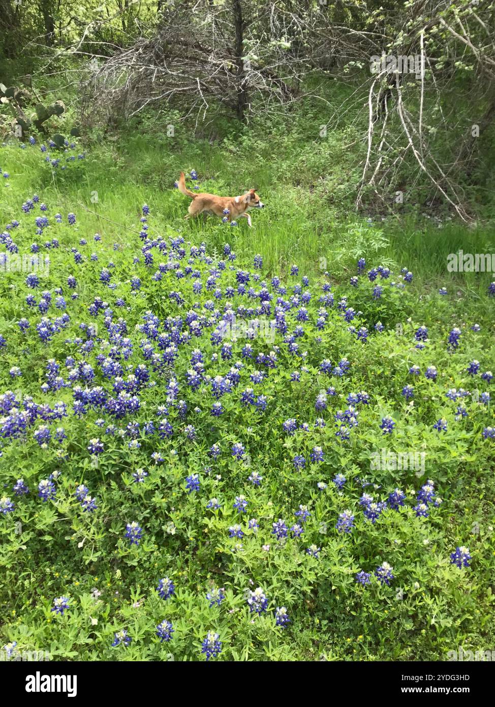 Texas bluebonnet (Lupinus texensis Stock Photo - Alamy