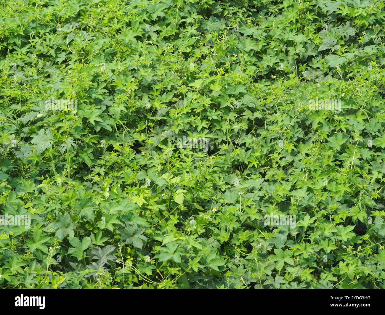 Japanese Hops (Humulus scandens Stock Photo - Alamy