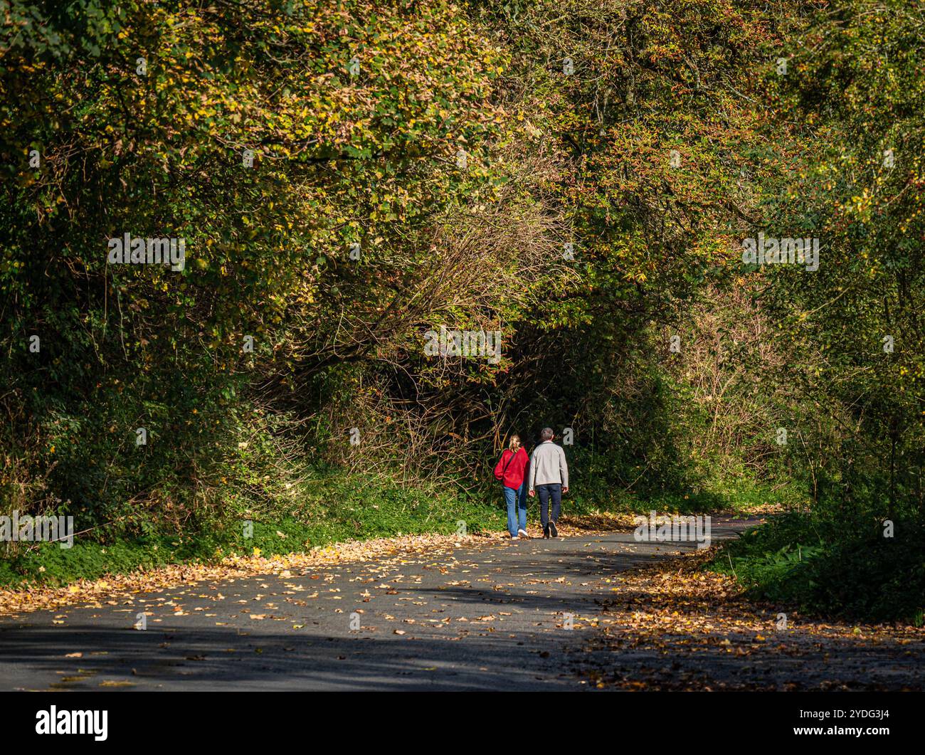 Back view of 2 persons walking along a woodland roadway with autumnal ...