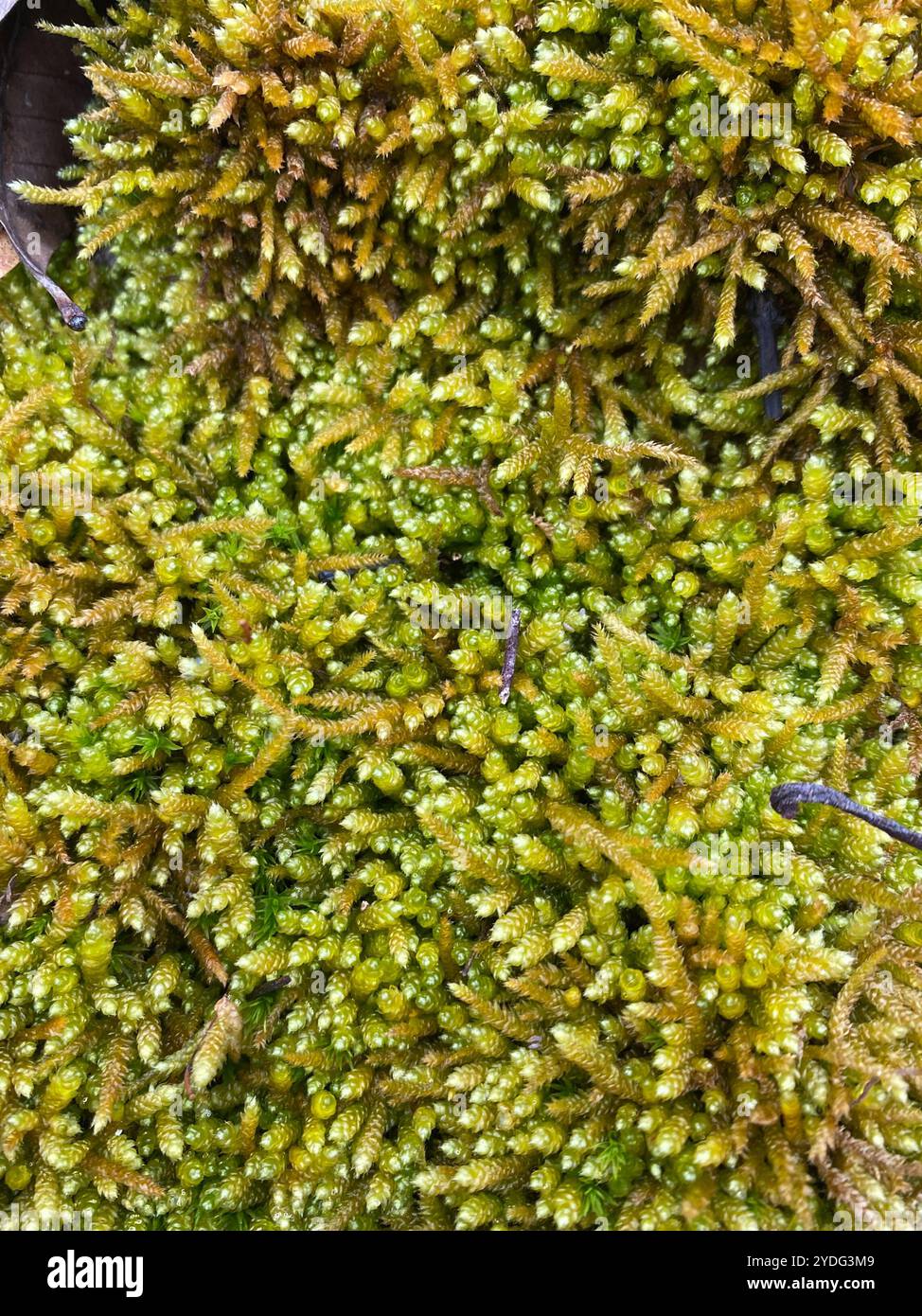 spoon-leaved moss (Bryoandersonia illecebra Stock Photo - Alamy