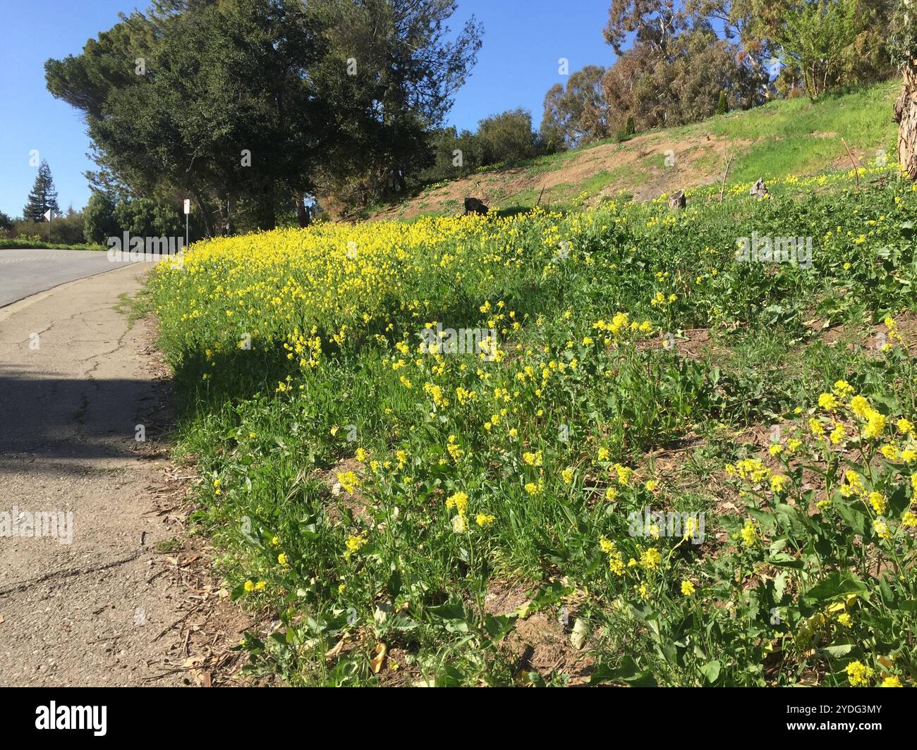 charlock (Mutarda arvensis Stock Photo - Alamy