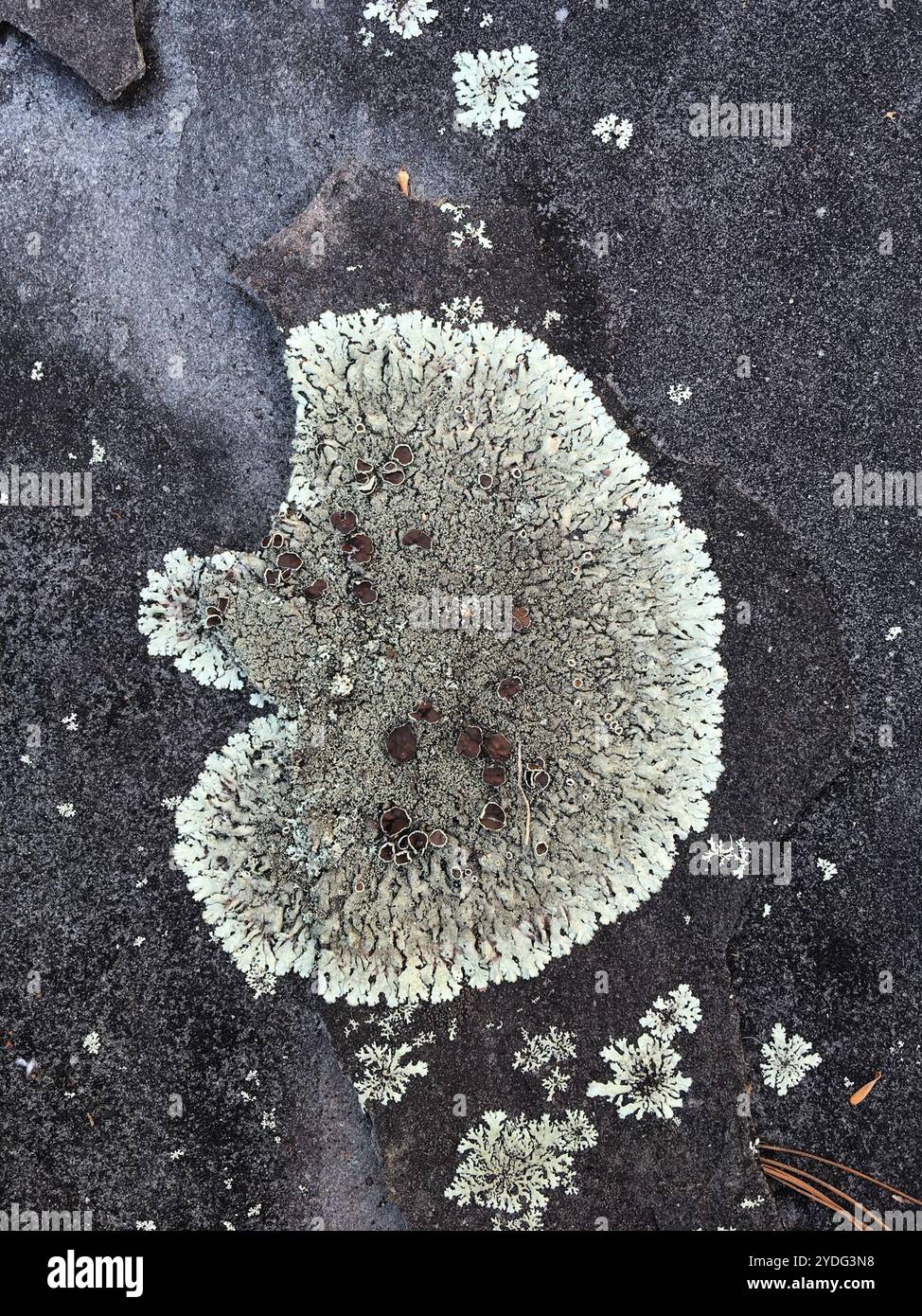 Peppered Rock-shield (Xanthoparmelia conspersa Stock Photo - Alamy