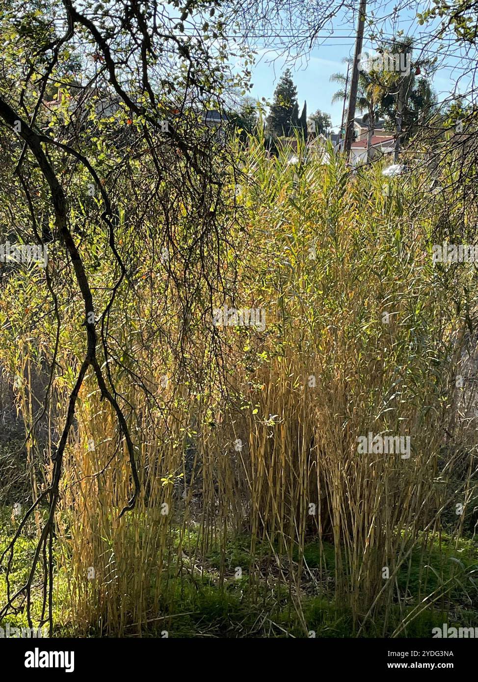 giant reed (Arundo donax Stock Photo - Alamy