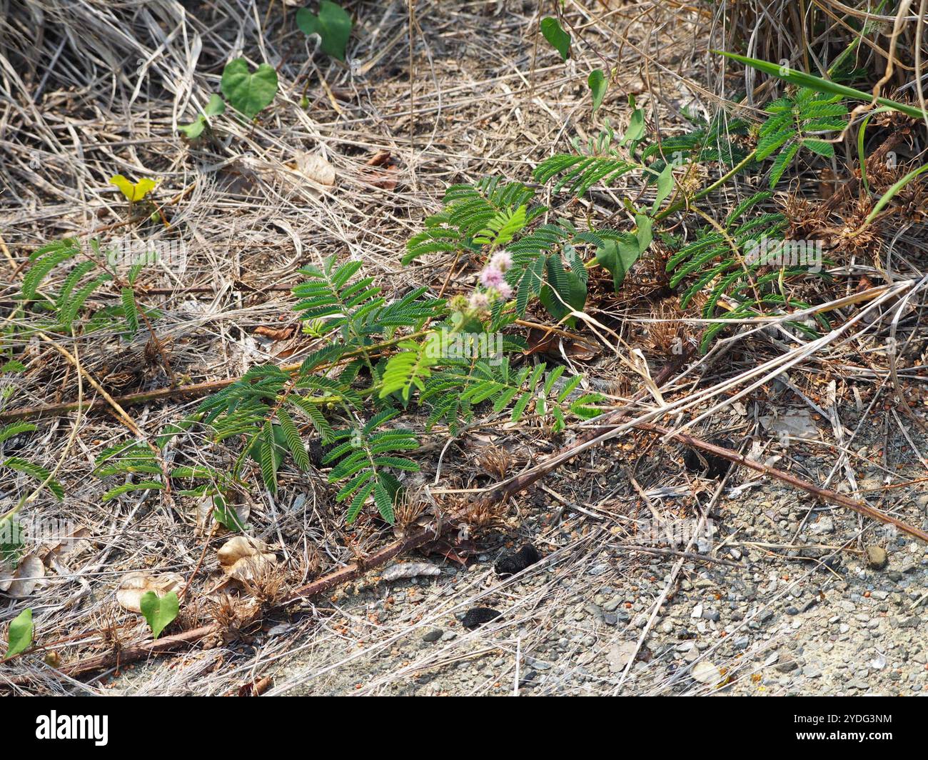 giant false sensitive plant (Mimosa diplotricha Stock Photo - Alamy