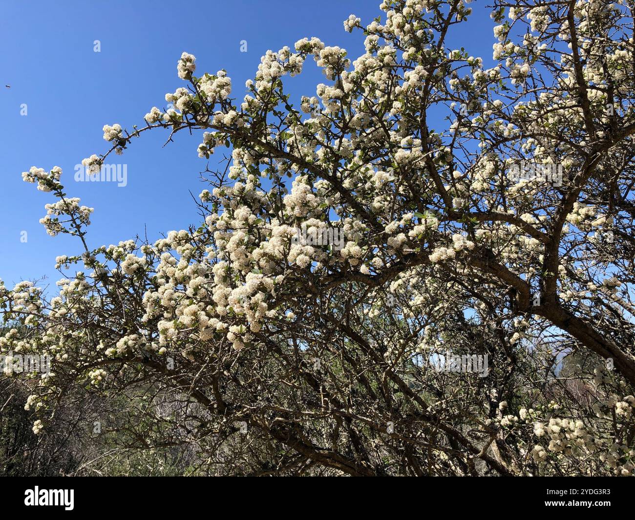 Buckbrush (Ceanothus cuneatus Stock Photo - Alamy