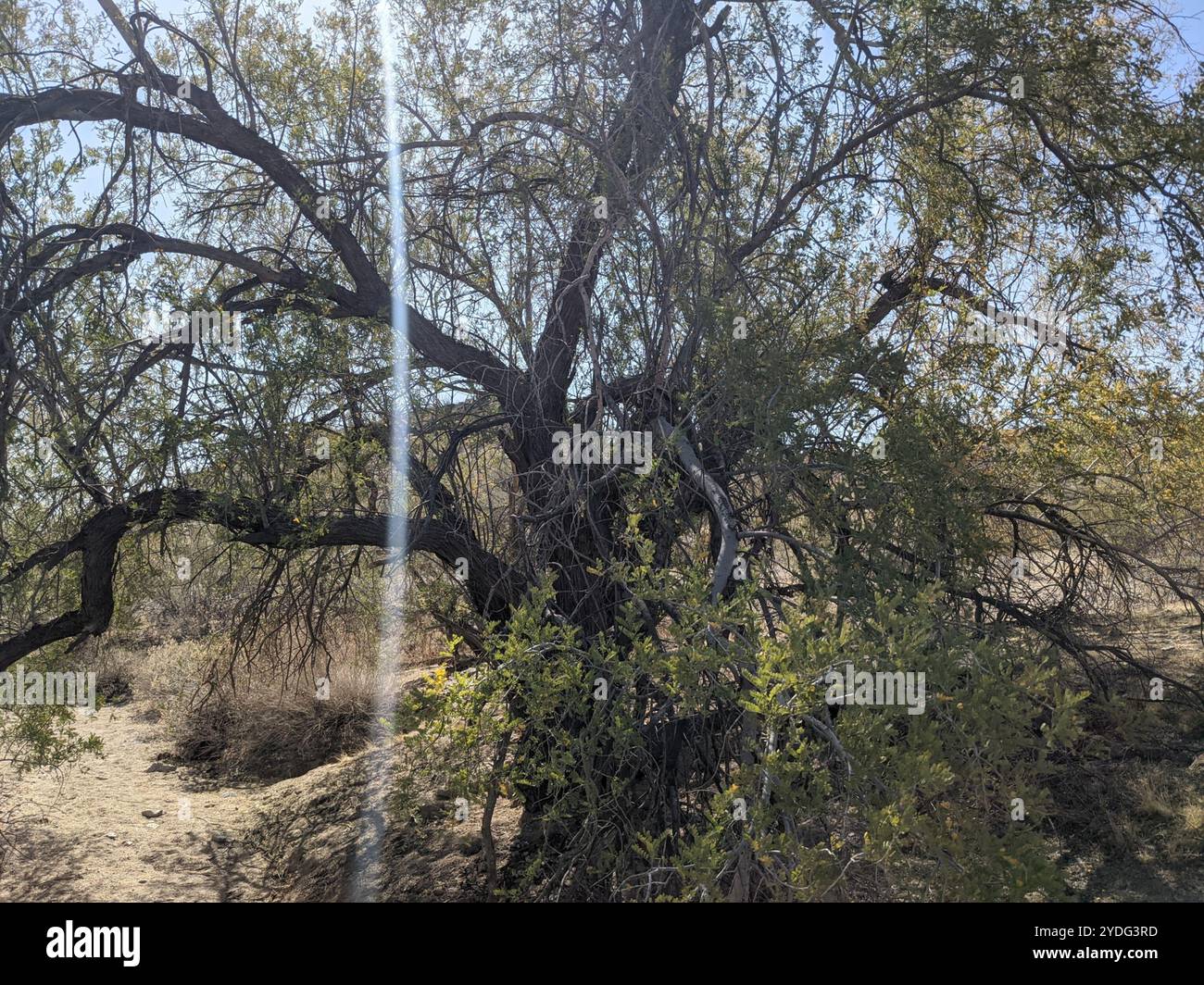 desert ironwood (Olneya tesota Stock Photo - Alamy