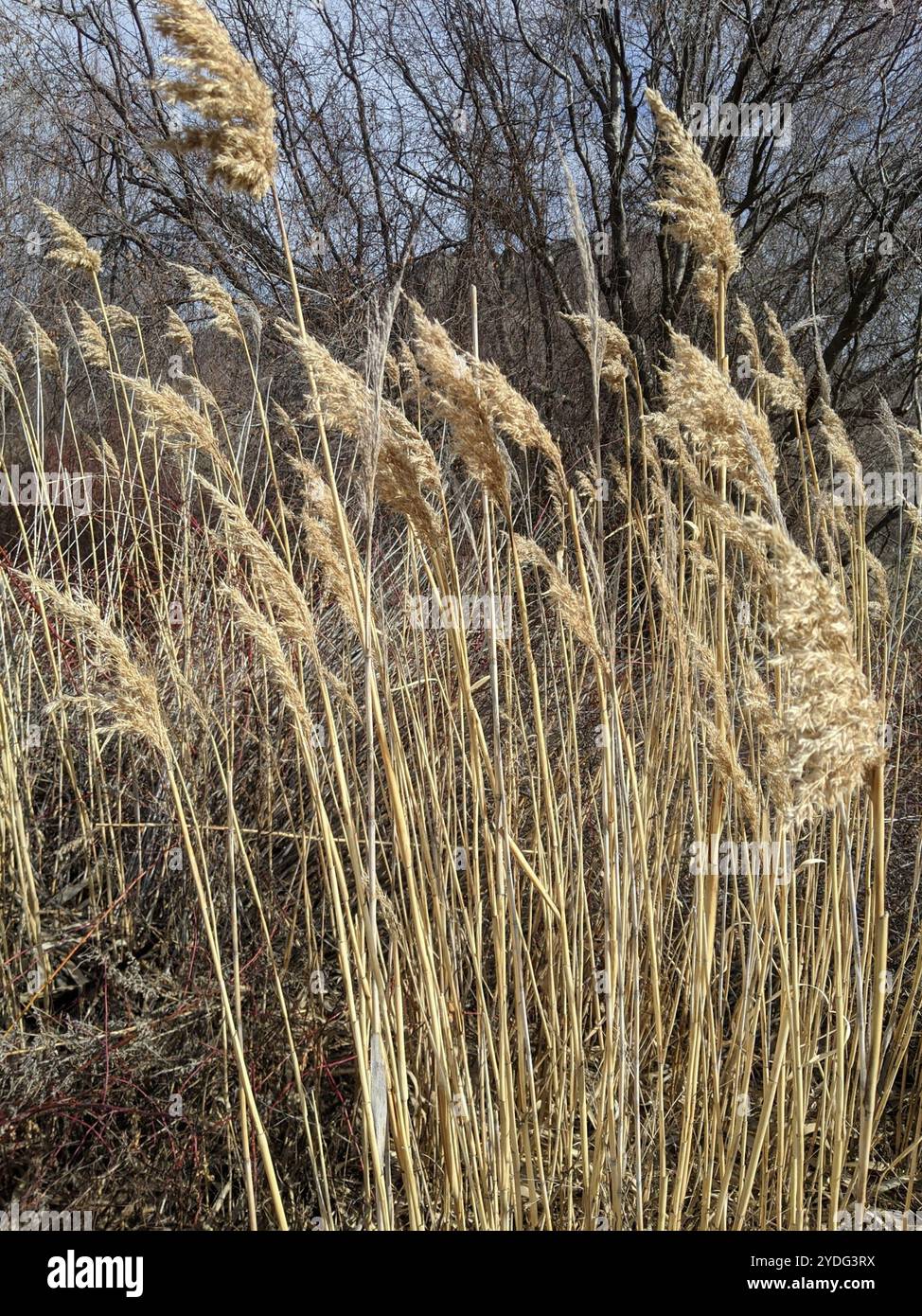 common reed (Phragmites australis Stock Photo - Alamy