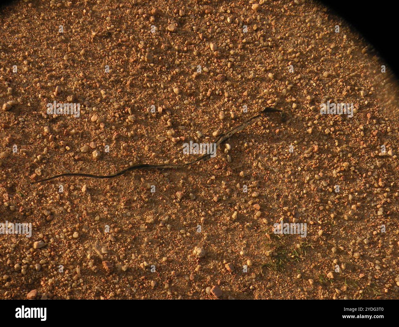 Colubrid Snakes (Colubridae Stock Photo - Alamy