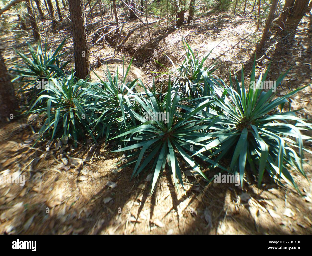 Weak-leaf Yucca (Yucca flaccida Stock Photo - Alamy