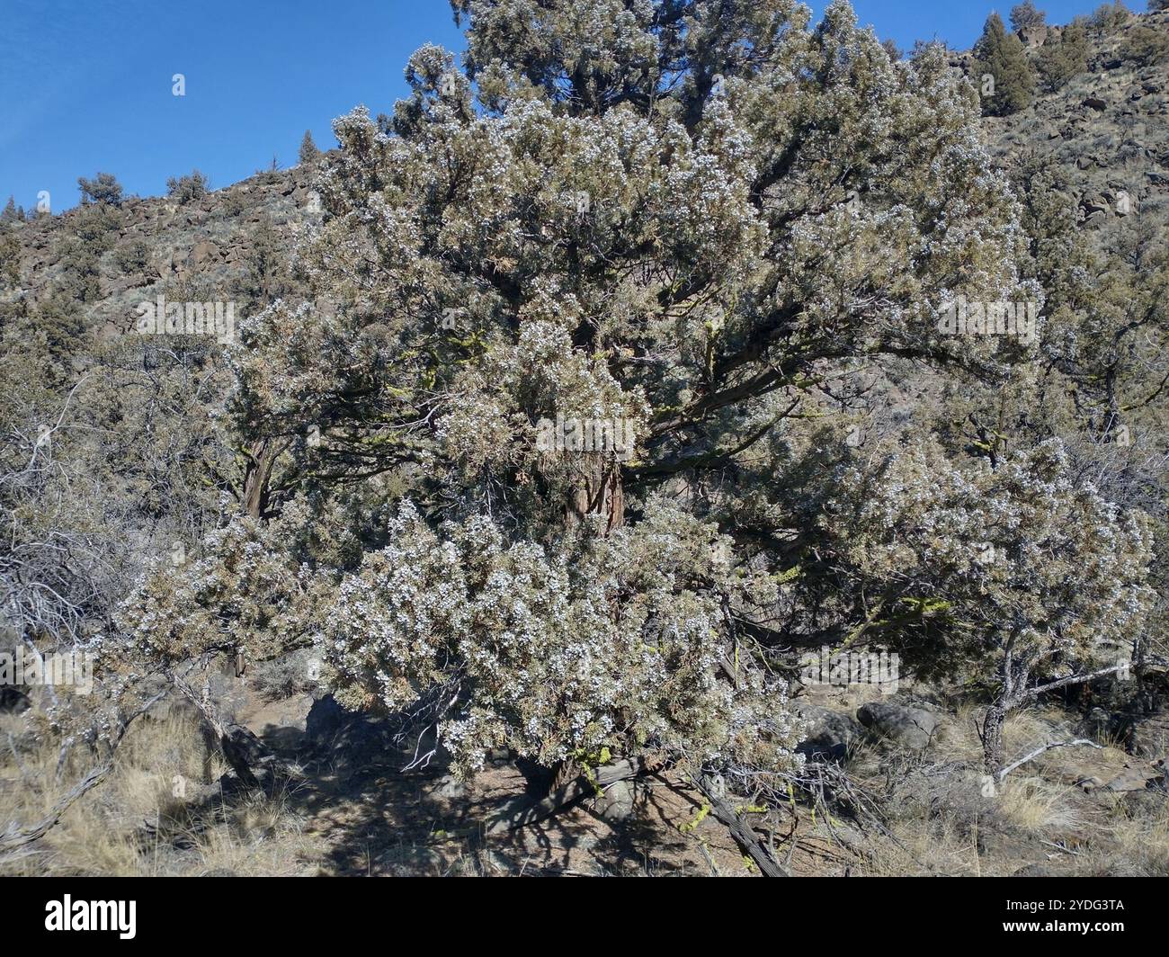 western juniper (Juniperus occidentalis Stock Photo - Alamy