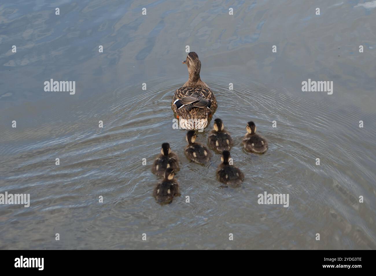 Hever, UK. 17th May, 2024. A mother Mallard Duck and her ducklings on ...