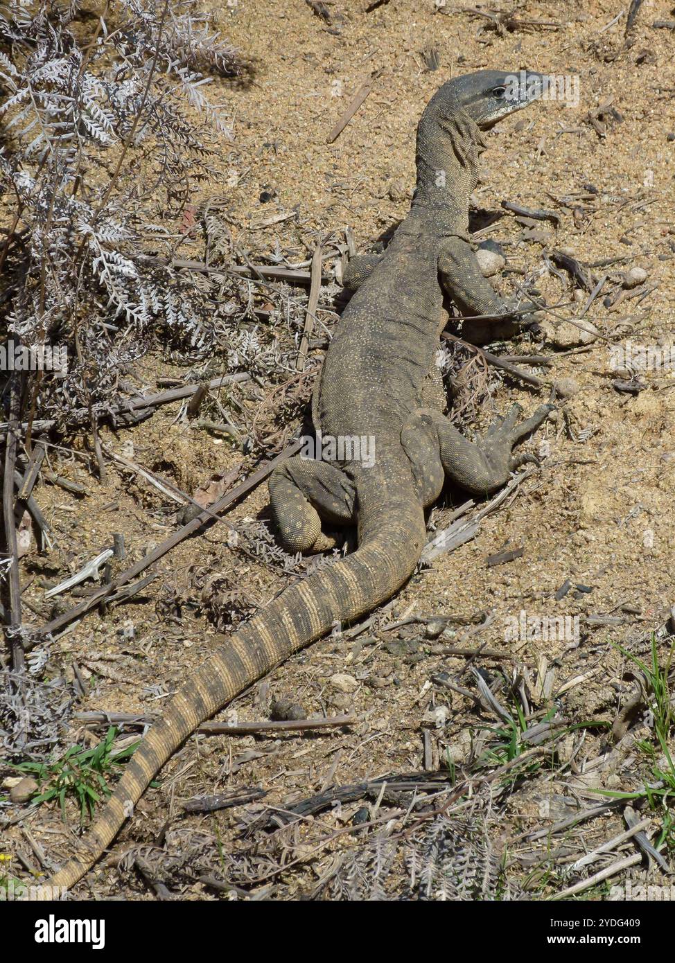 Heath monitor hi-res stock photography and images - Alamy