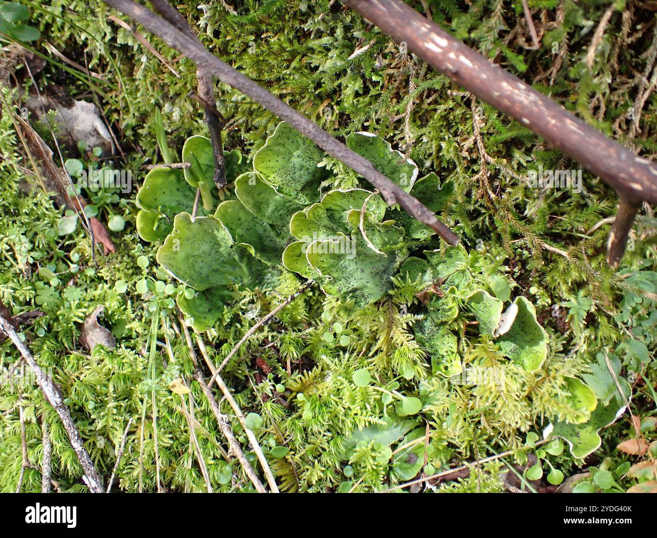 freckled pelt lichen (Peltigera aphthosa Stock Photo - Alamy