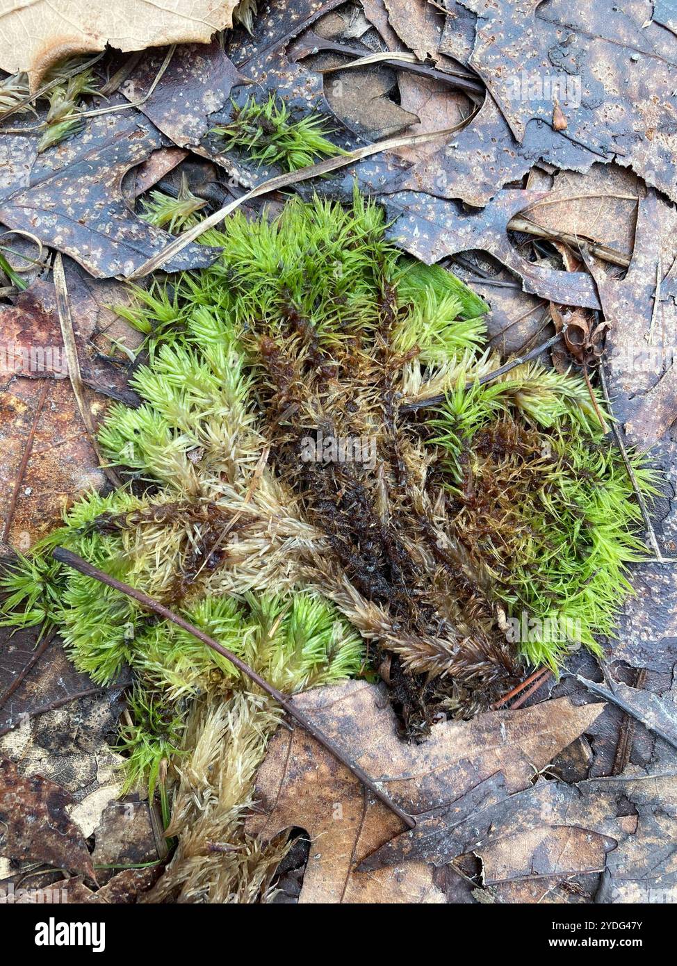 Waxyleaf Moss (Dicranum polysetum Stock Photo - Alamy