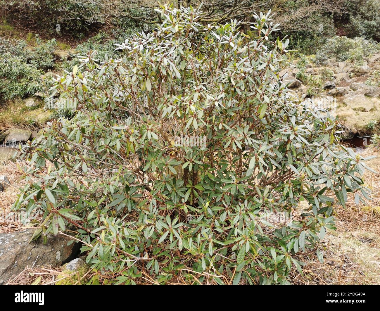 Common Rhododendron (Rhododendron ponticum Stock Photo - Alamy