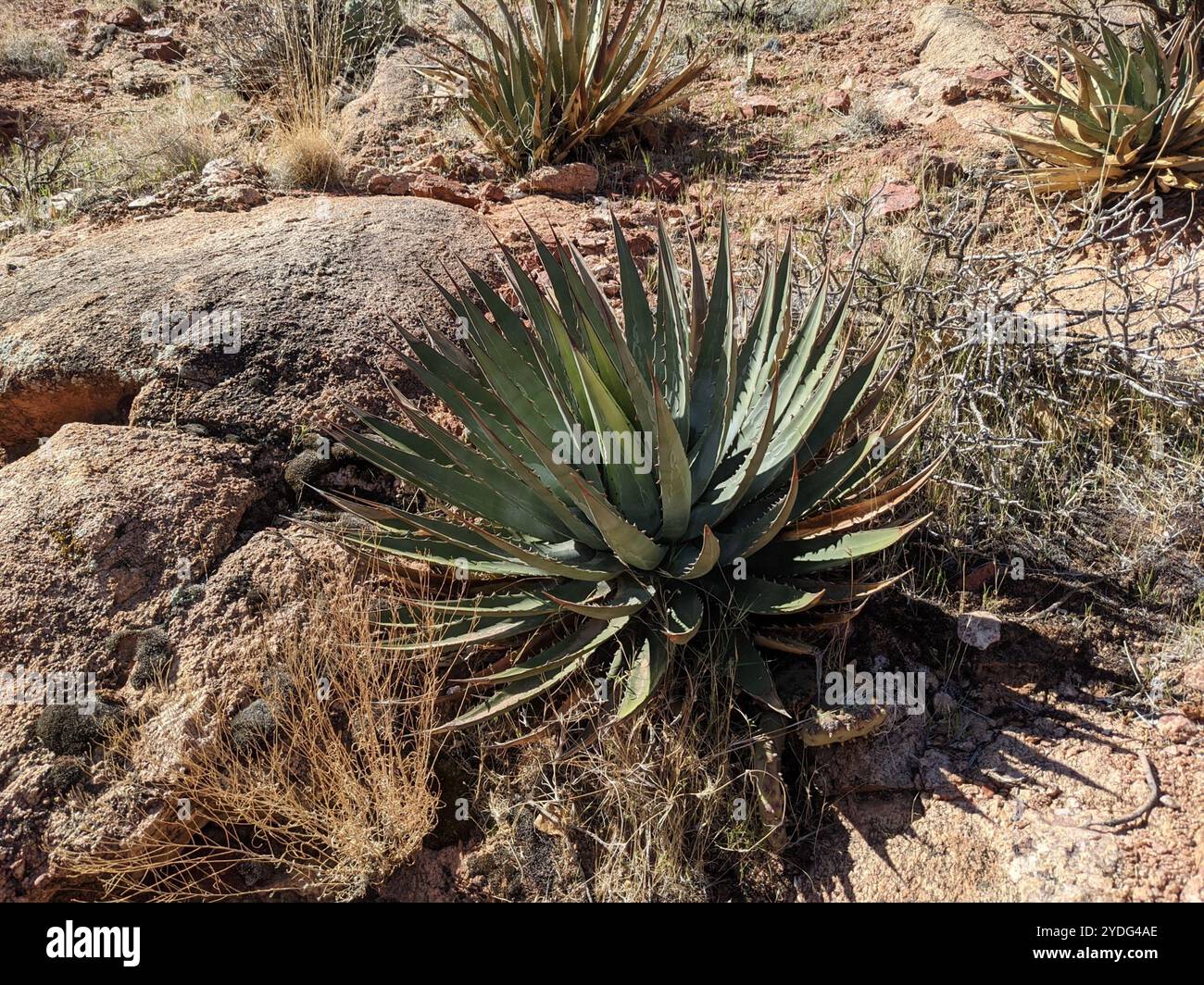 Utah Agave (Agave utahensis Stock Photo - Alamy