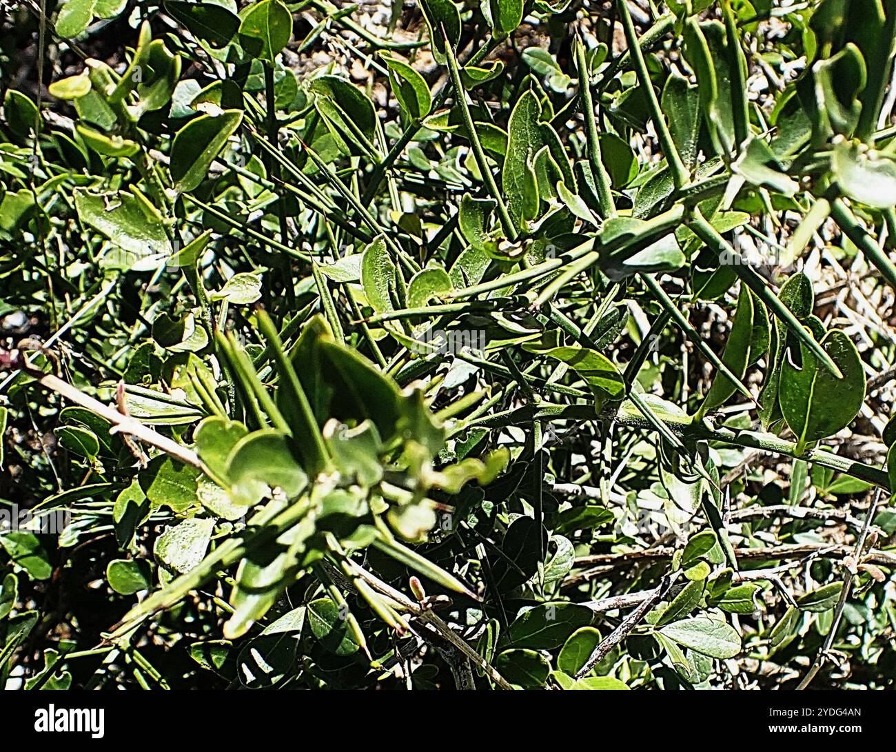 Needle Bush (Azima tetracantha Stock Photo - Alamy