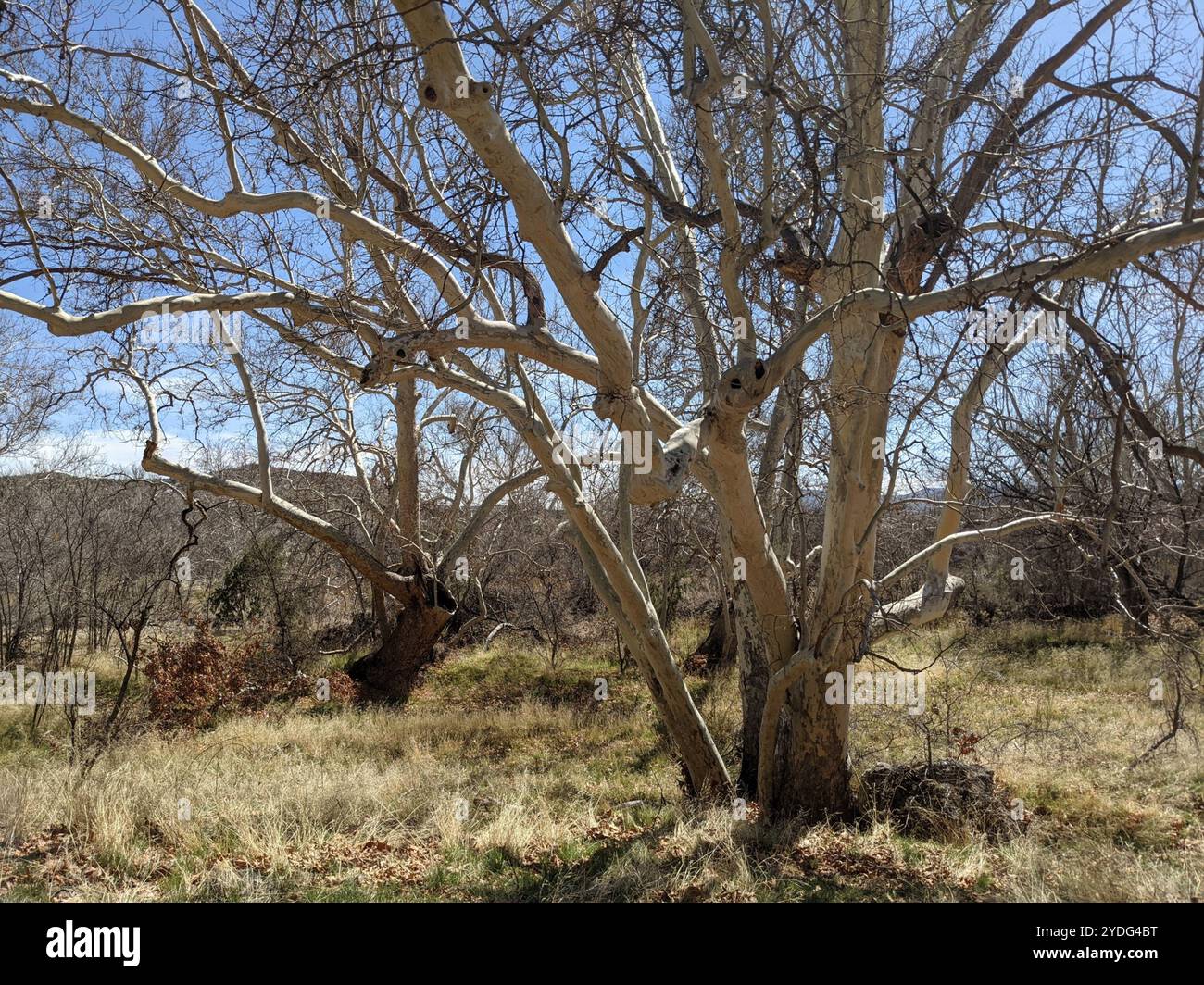 Arizona sycamore (Platanus wrightii Stock Photo - Alamy