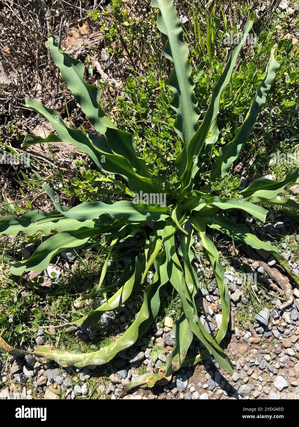 wavy-leafed soap plant (Chlorogalum pomeridianum Stock Photo - Alamy
