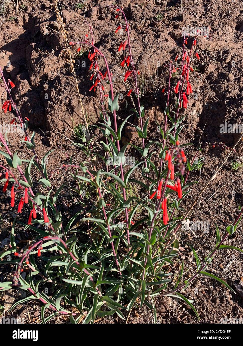 scarlet bugler (Penstemon centranthifolius Stock Photo - Alamy