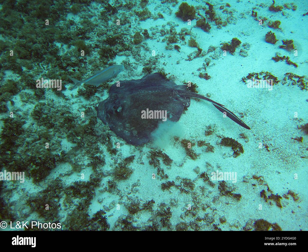 Bar Jack (Caranx ruber Stock Photo - Alamy