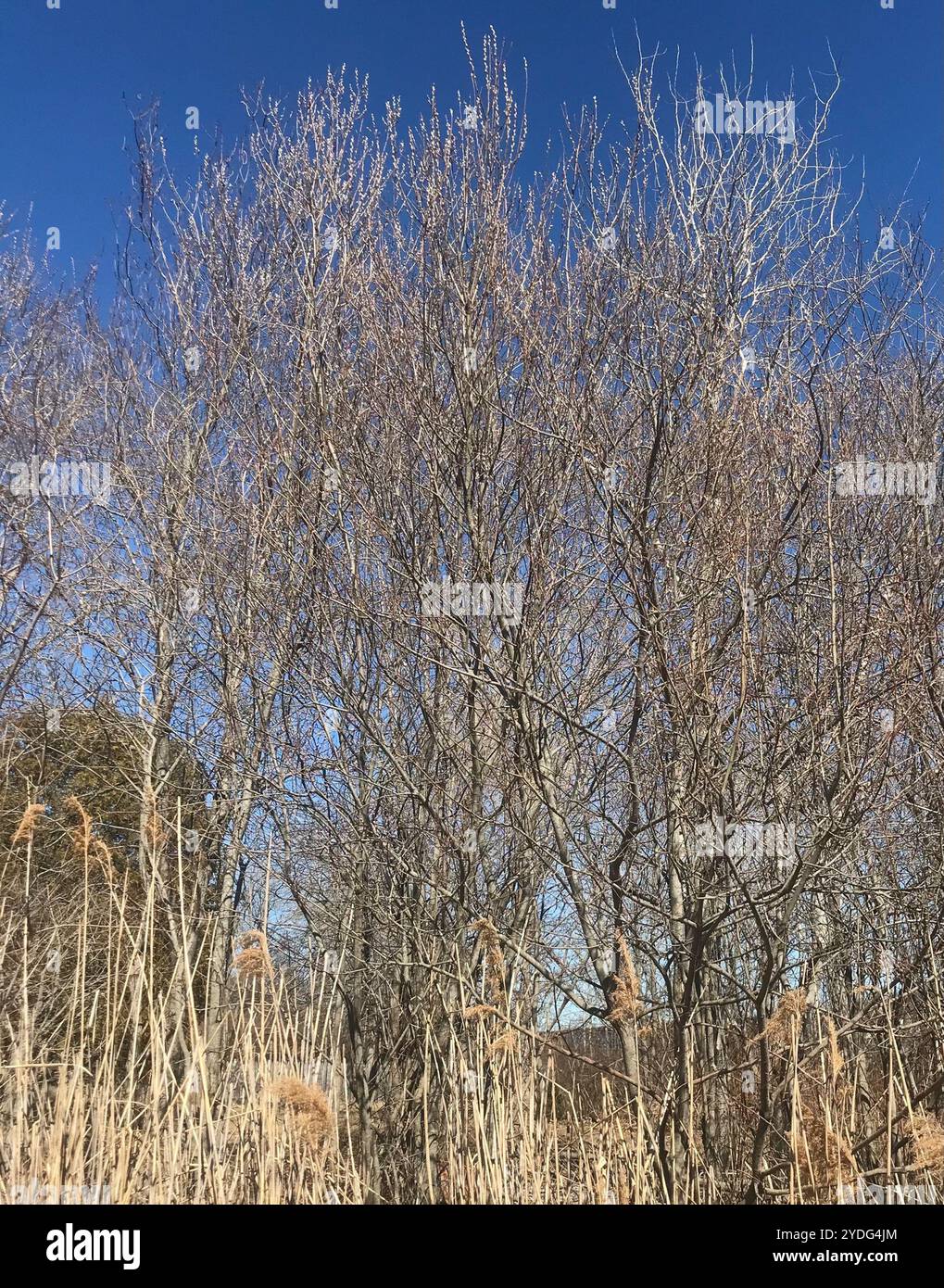 pussy willow (Salix discolor Stock Photo - Alamy