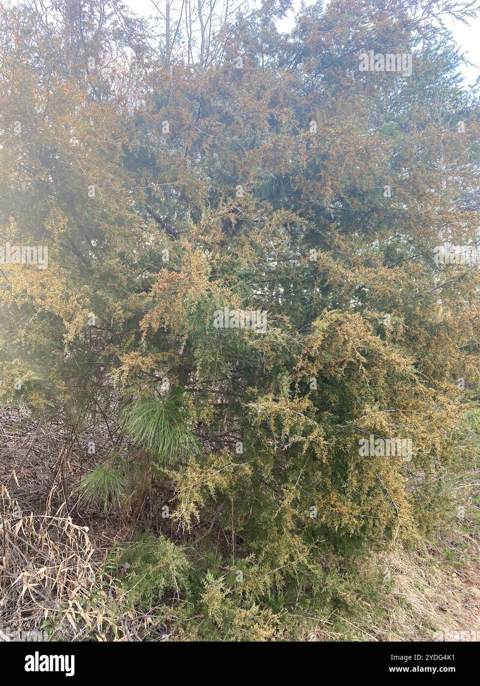 eastern redcedar (Juniperus virginiana Stock Photo - Alamy