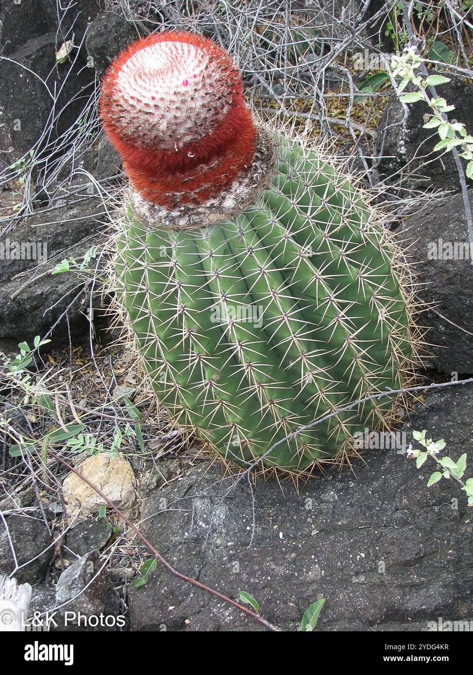 Turk's Cap Cactus (Melocactus intortus Stock Photo - Alamy