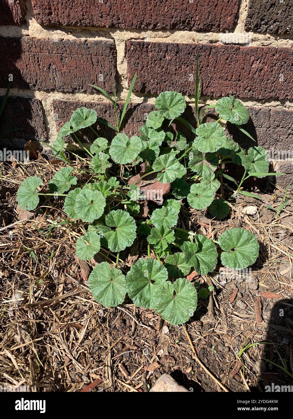 dwarf mallow (Malva neglecta Stock Photo - Alamy