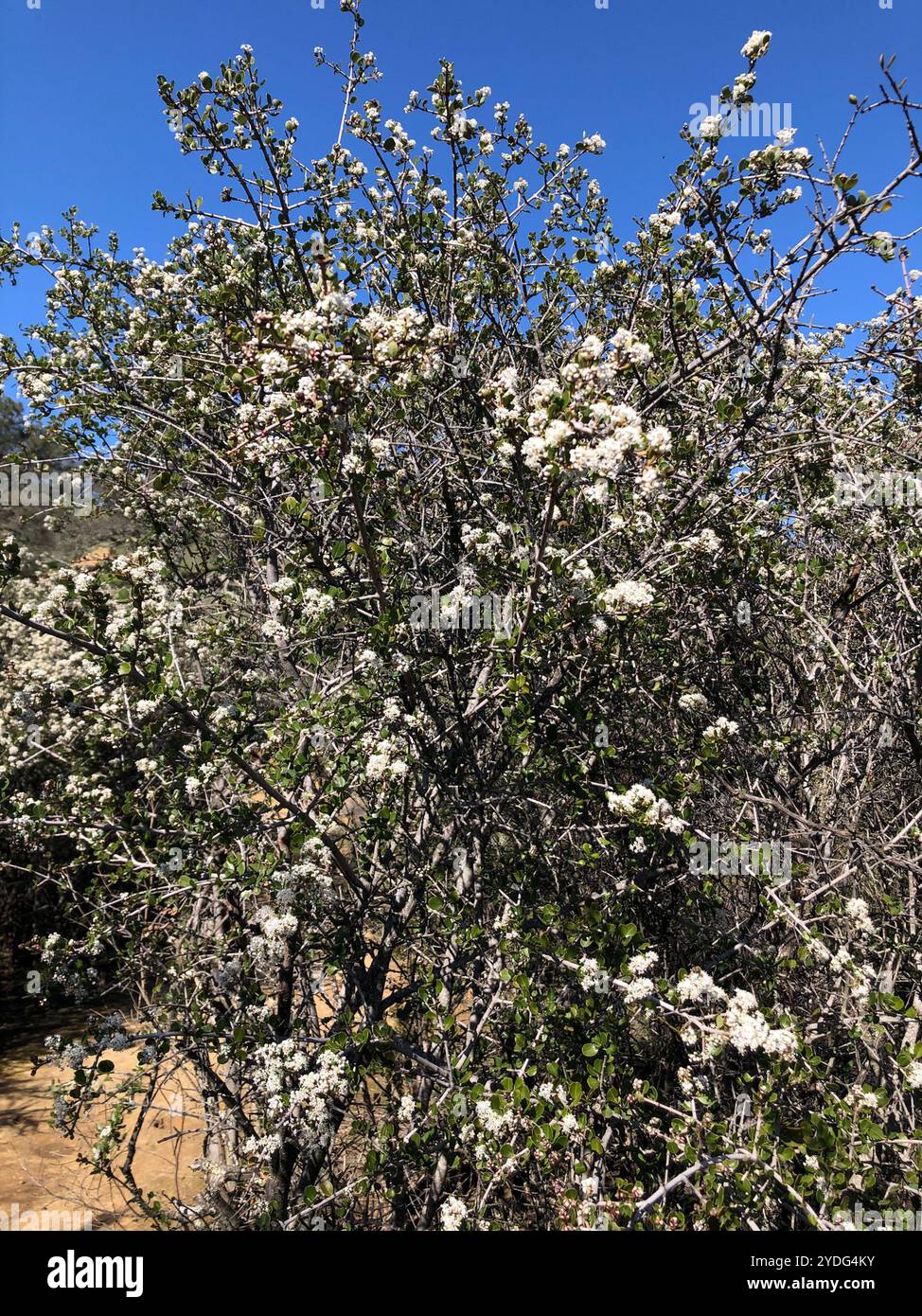 Buckbrush (Ceanothus cuneatus Stock Photo - Alamy