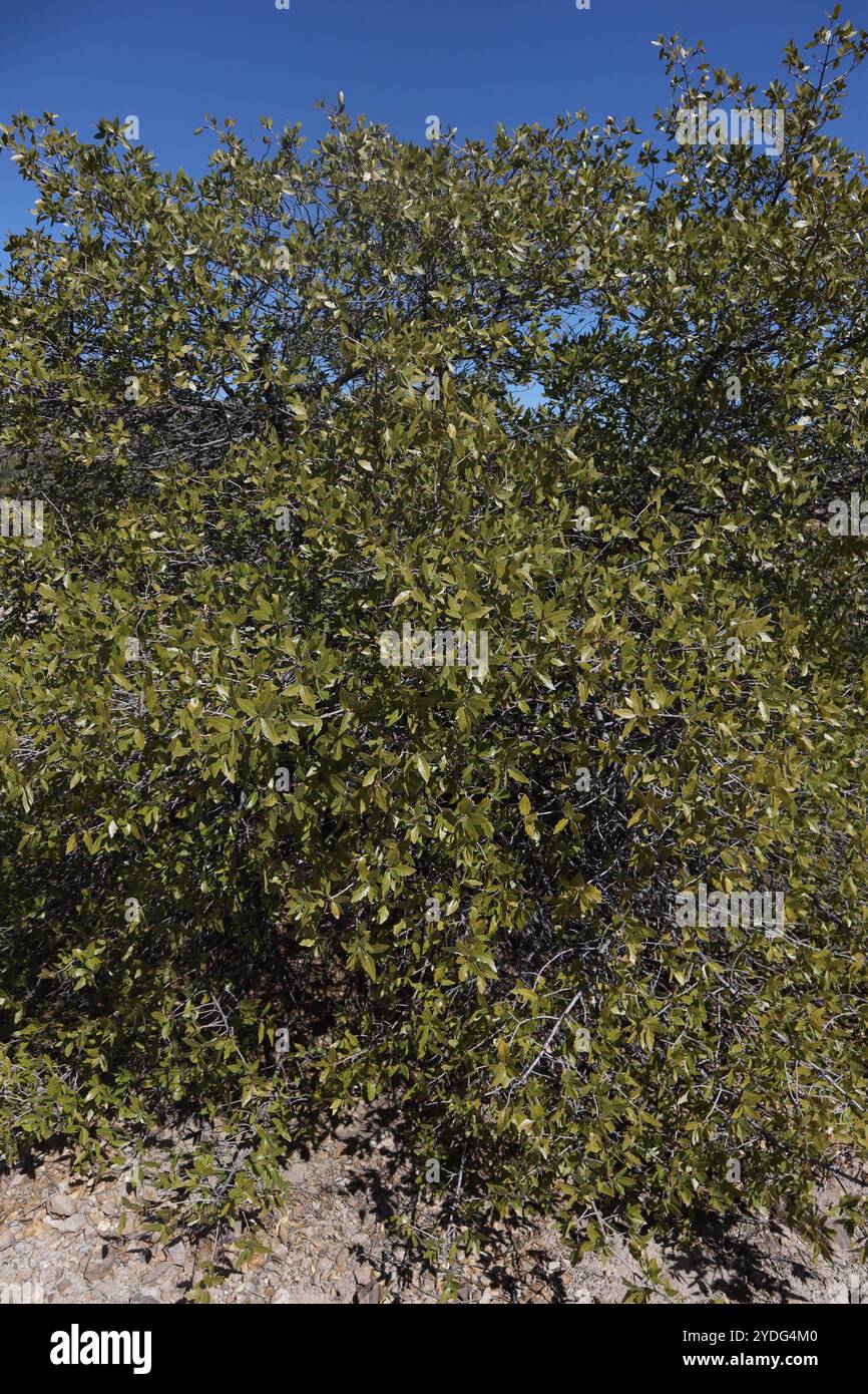 Emory oak (Quercus emoryi Stock Photo - Alamy