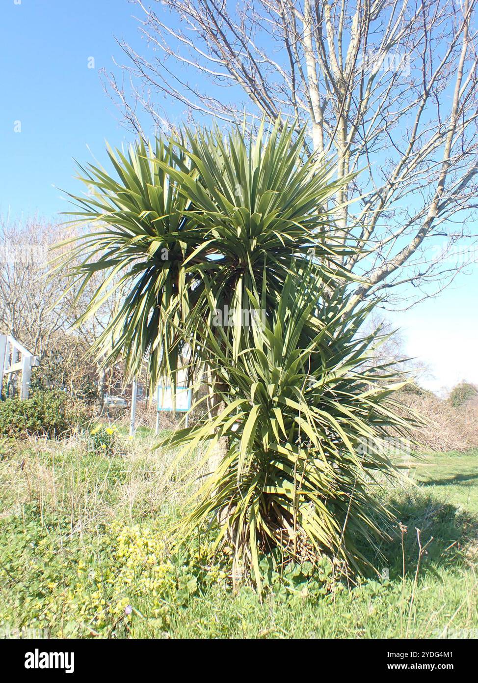 New Zealand cabbage tree (Cordyline australis Stock Photo - Alamy