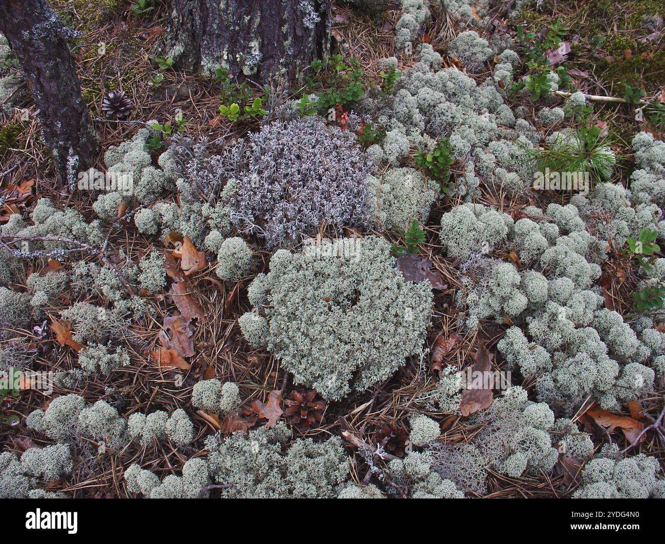 gray reindeer lichen (Cladonia rangiferina Stock Photo - Alamy