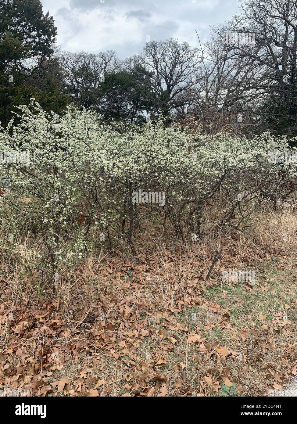 Chickasaw plum (Prunus angustifolia Stock Photo - Alamy