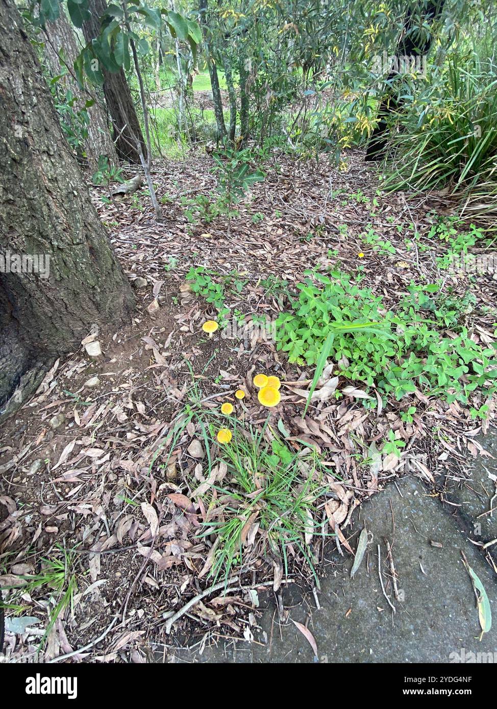 Australian Yellow Dust Amanita (Amanita flavella Stock Photo - Alamy