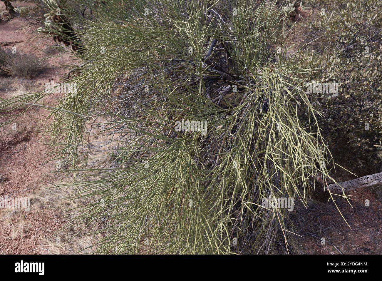 crucifixion thorn (Canotia holacantha Stock Photo - Alamy