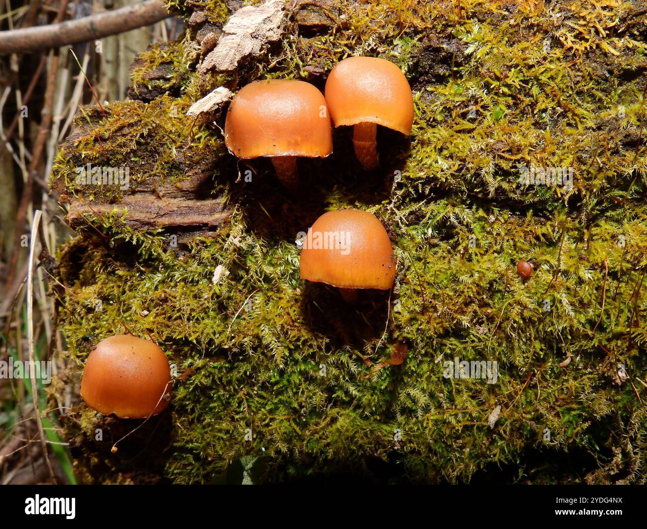 Funeral Bell (Galerina marginata Stock Photo - Alamy