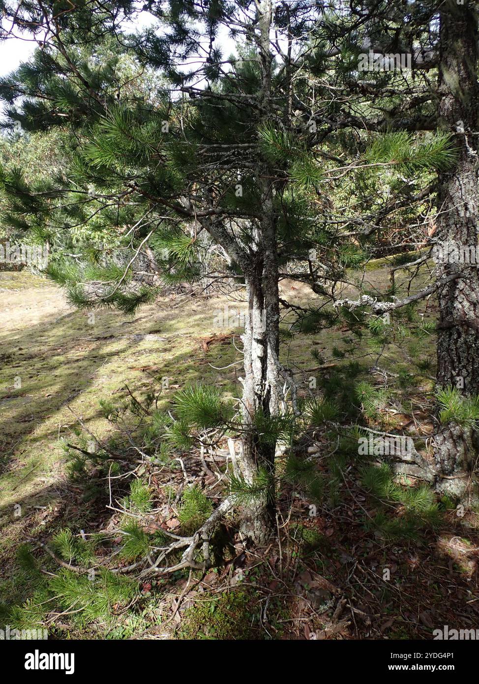 lodgepole pine (Pinus contorta Stock Photo - Alamy