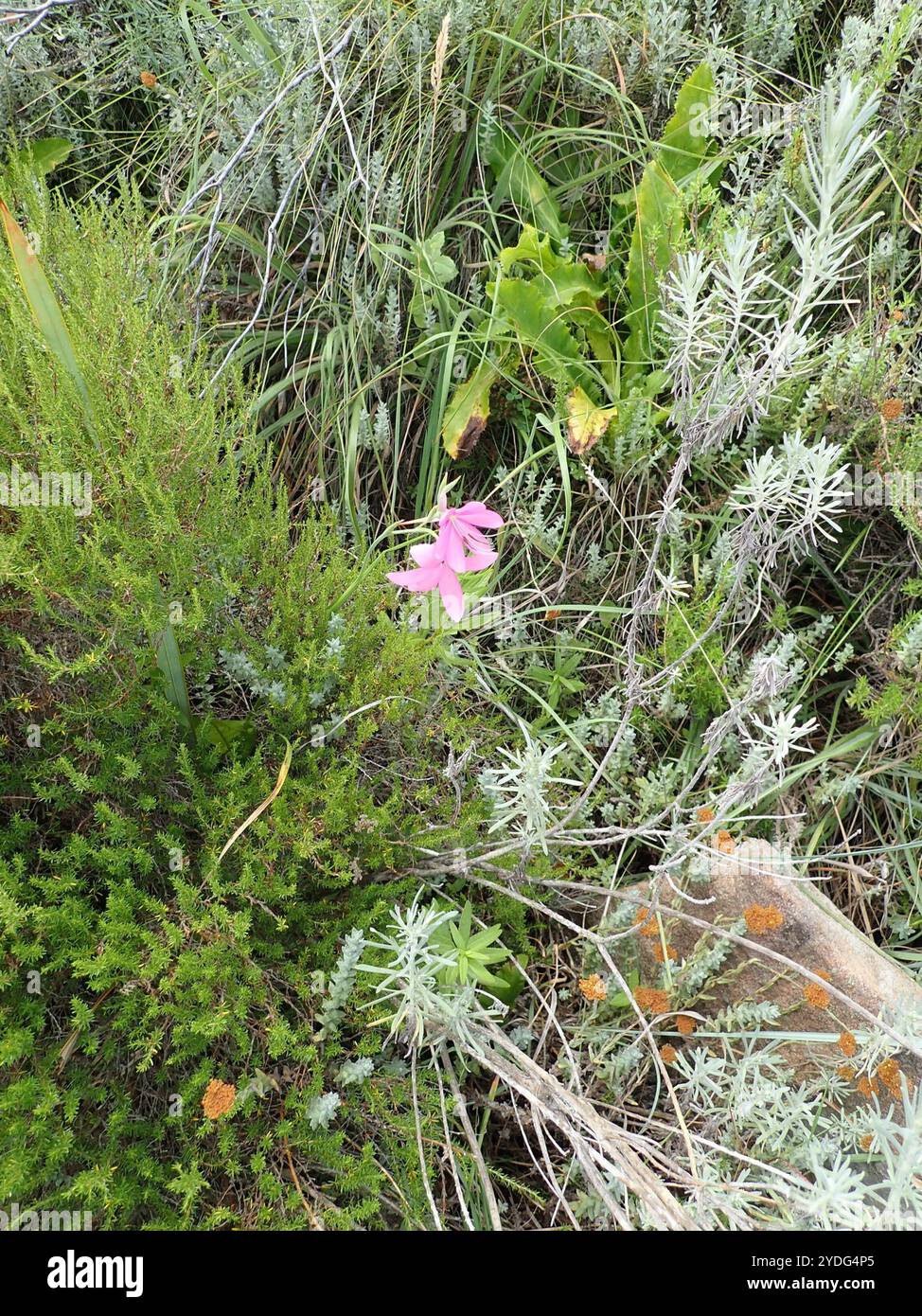 Grassveld Eveninglily (Hesperantha baurii Stock Photo - Alamy