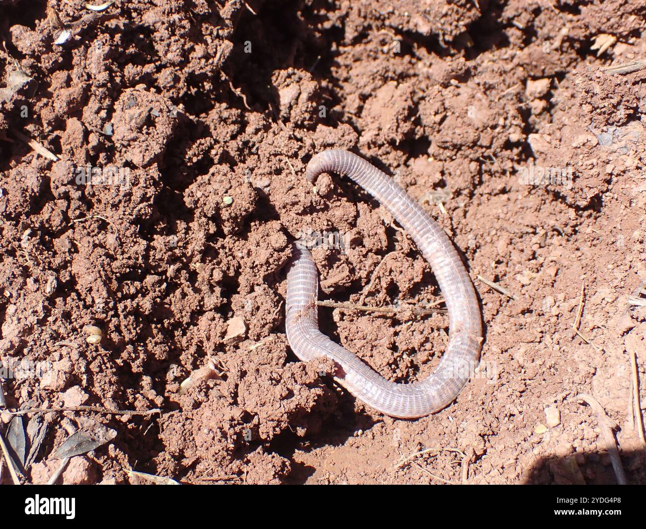 Anatolian Worm Lizard (Blanus strauchi strauchi Stock Photo - Alamy