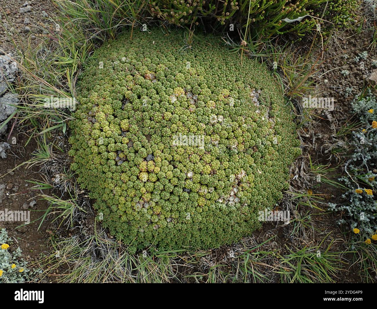 Lion Spoor (Euphorbia clavarioides Stock Photo - Alamy