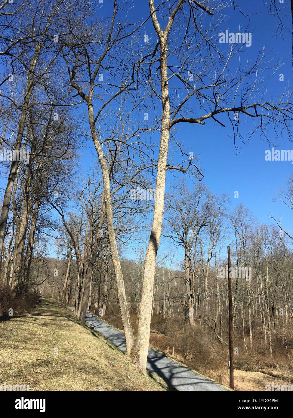 Emerald Ash Borer (Agrilus planipennis Stock Photo - Alamy