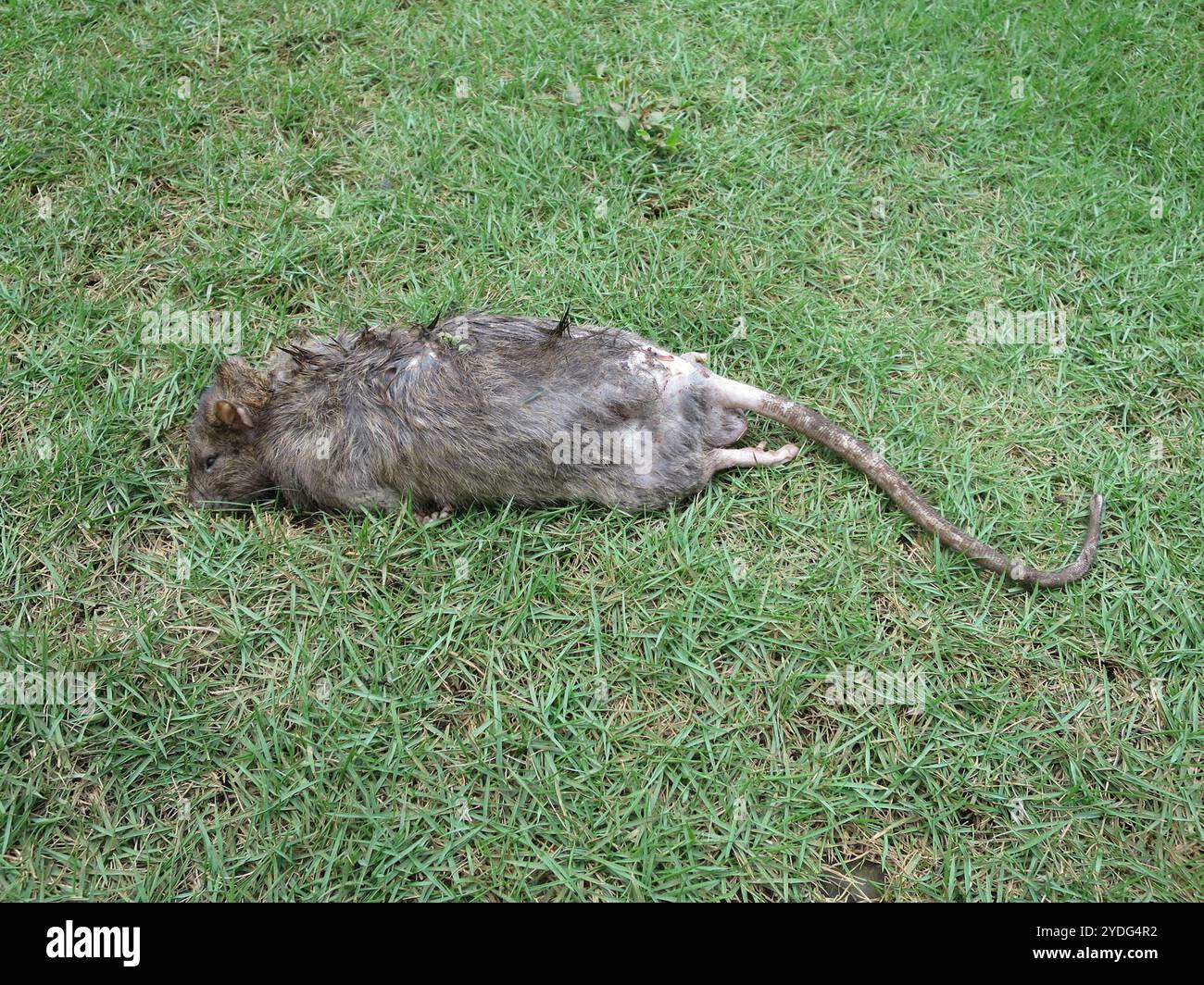 Old World Rats (Rattus Stock Photo - Alamy