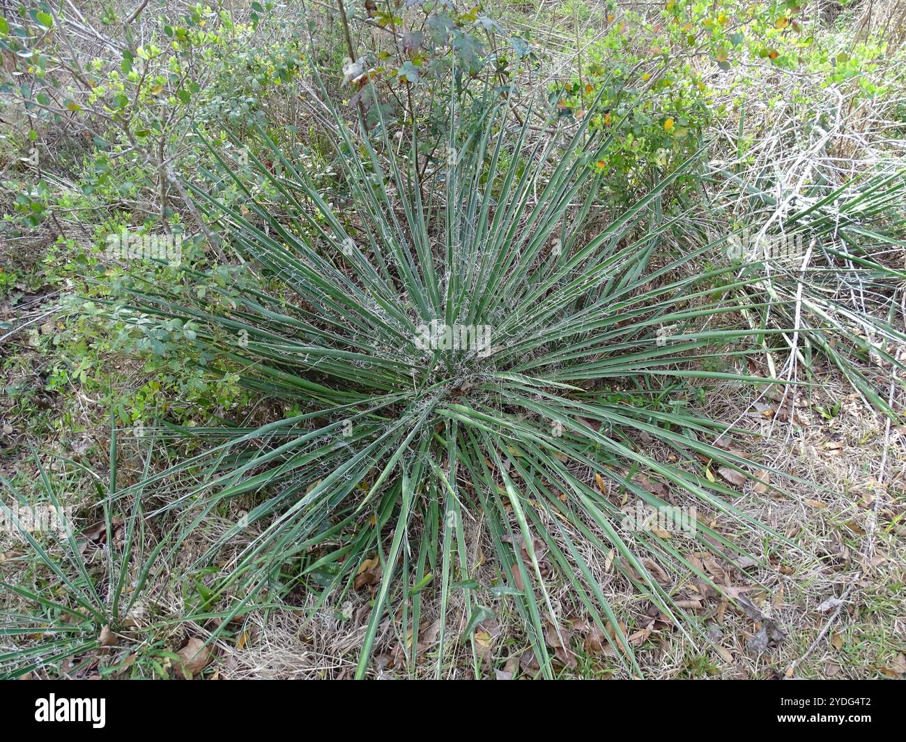 common yucca (Yucca filamentosa Stock Photo - Alamy