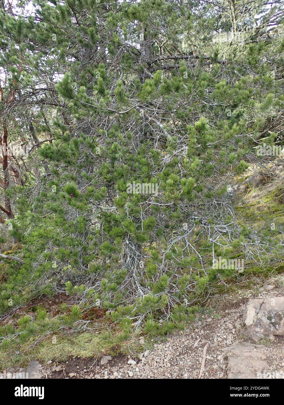 Shore Pine (Pinus contorta contorta Stock Photo - Alamy