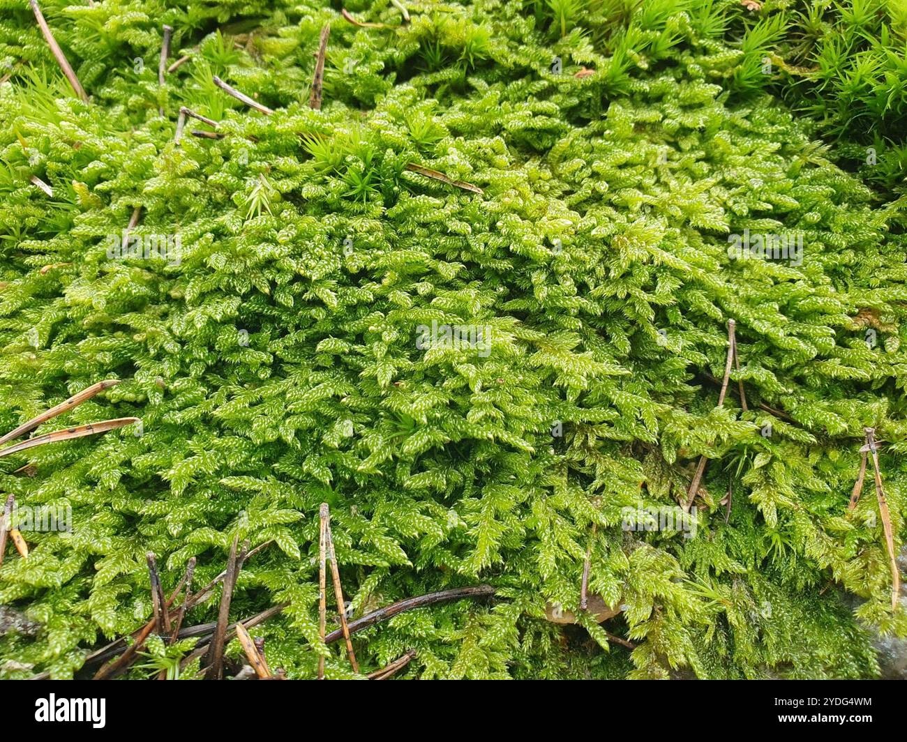 Cypress-leaved Plait-moss (Hypnum cupressiforme Stock Photo - Alamy