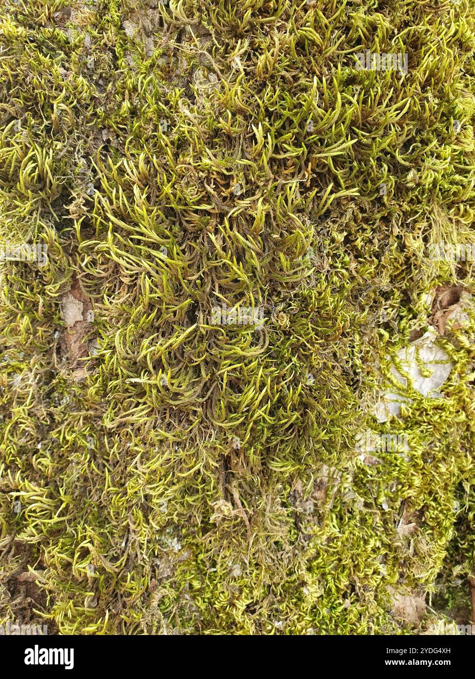 squirrel-tail moss (Leucodon sciuroides Stock Photo - Alamy