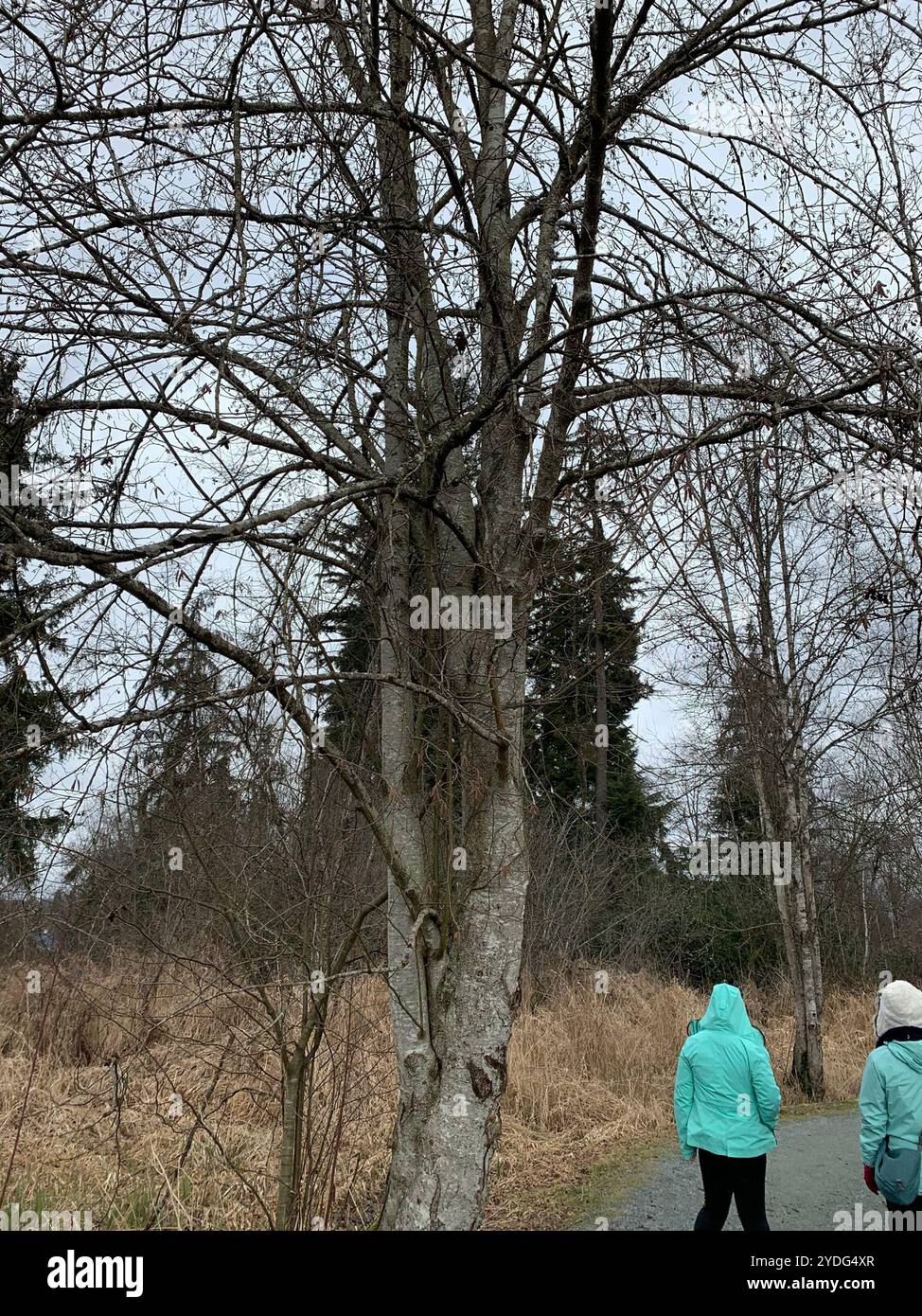Red Alder (Alnus rubra Stock Photo - Alamy