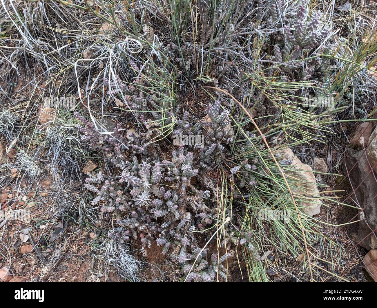 Whipple Cholla (Cylindropuntia whipplei Stock Photo - Alamy