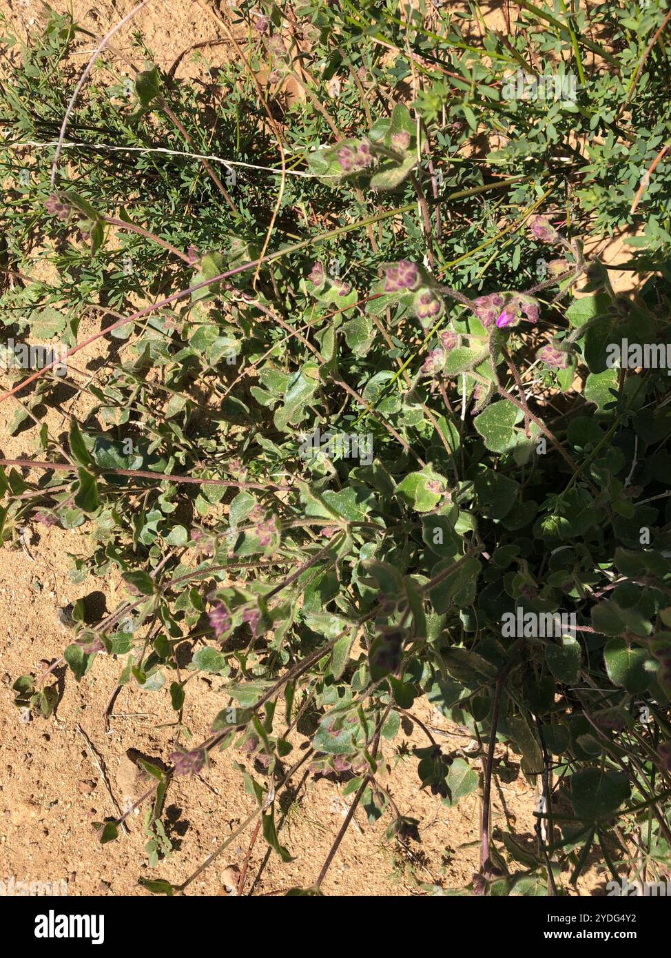 Wishbone Bush (Mirabilis laevis Stock Photo - Alamy